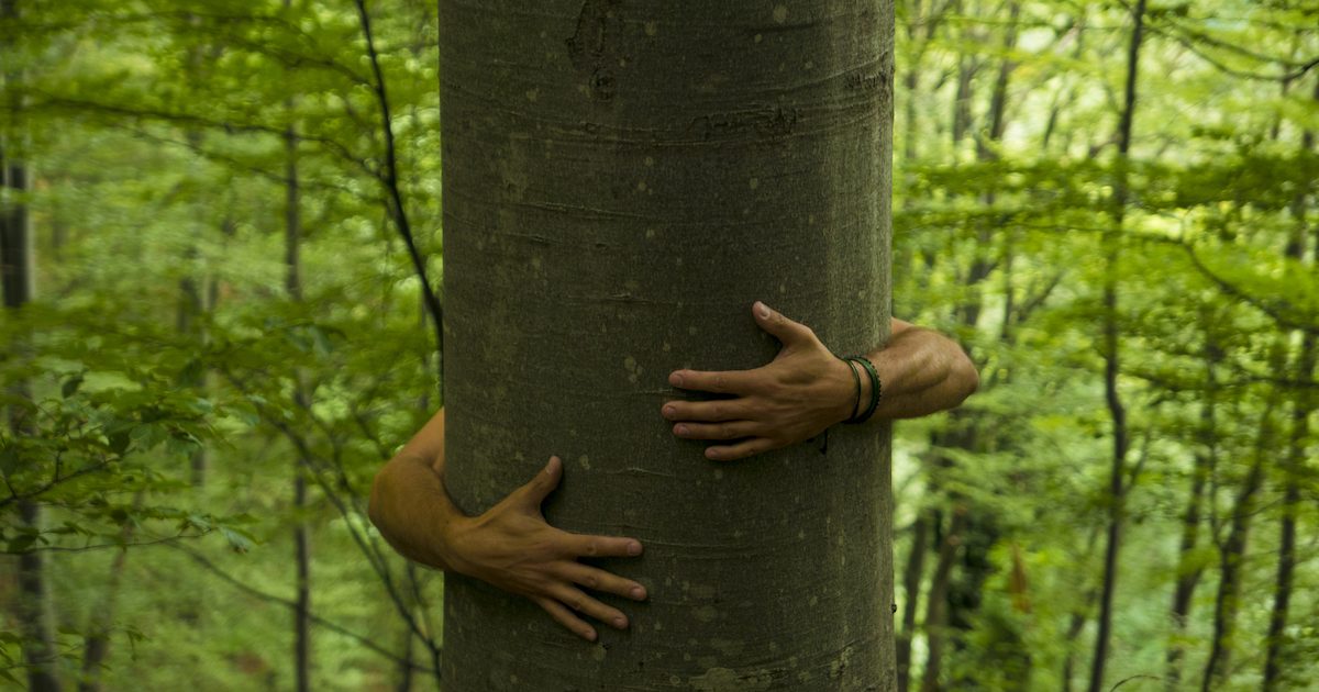 Tree Hugging & Tarzaning in Trentino - Live in Italy Magazine