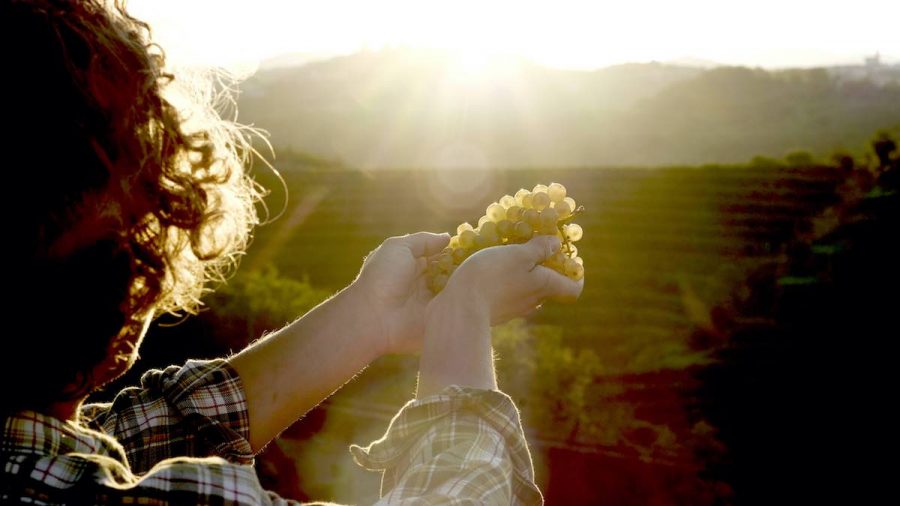 Felix Jermann was born to be wild about wine in Friuli Italy