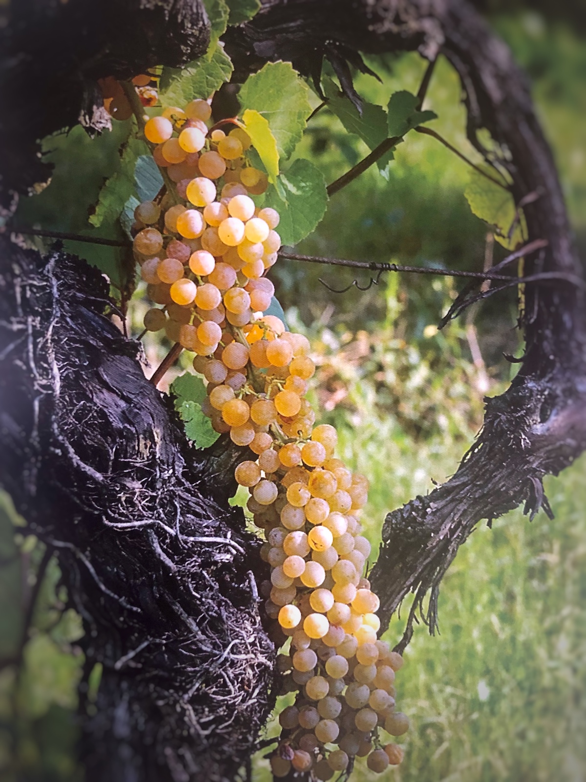 Romagna Mia! Great Strides in Romagna Wine - Live in Italy Magazine