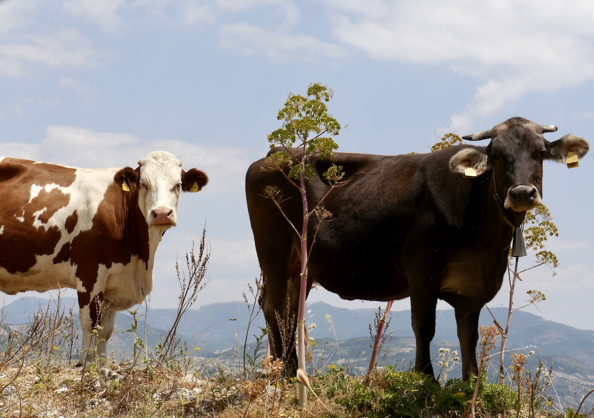 Rural Tourism and Experiential Travel Tips When Visiting Sicily