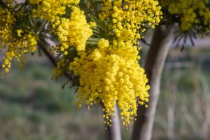 Mimosa Cake Recipe for International Women's Day