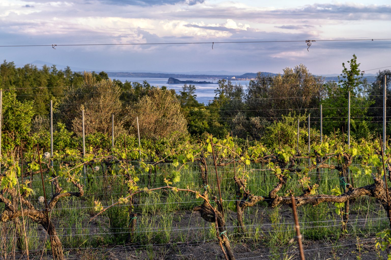 Getting to Know Italian Wine Journalist Carlo Zucchetti from Montefiascone