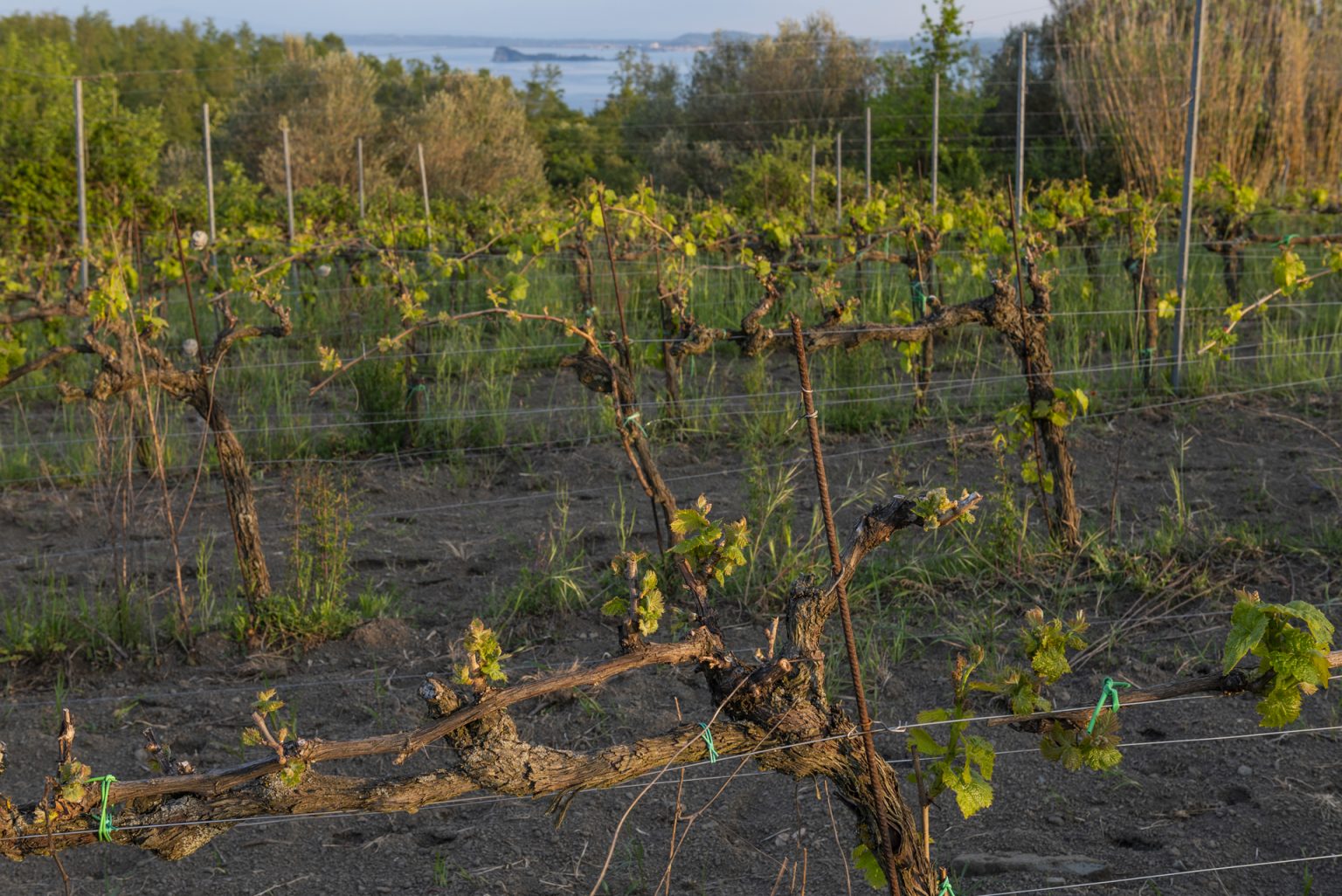 Getting to Know Italian Wine Journalist Carlo Zucchetti from Montefiascone