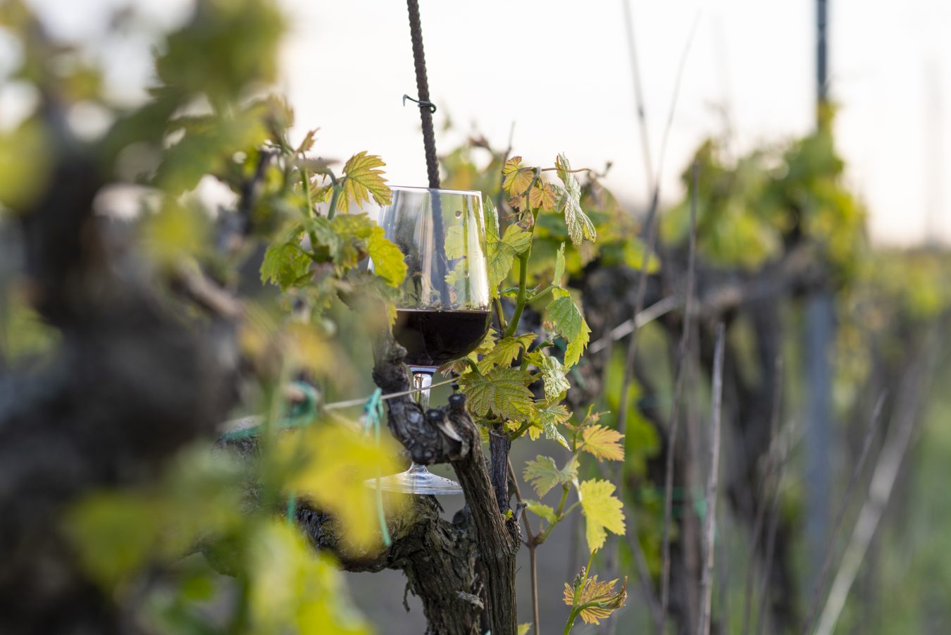 Getting to Know Italian Wine Journalist Carlo Zucchetti from Montefiascone