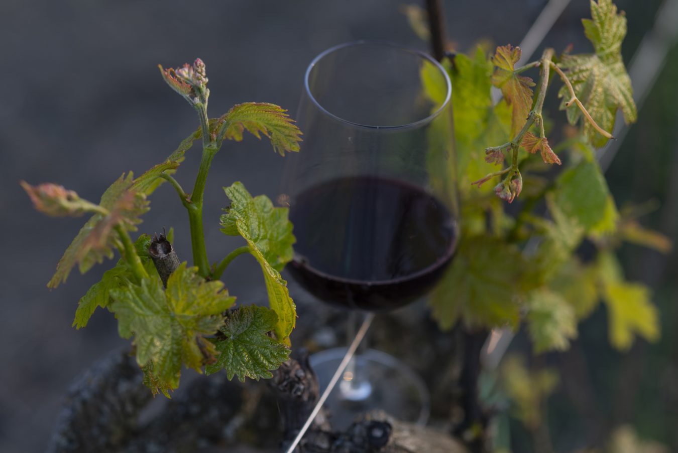 Getting to Know Italian Wine Journalist Carlo Zucchetti from Montefiascone