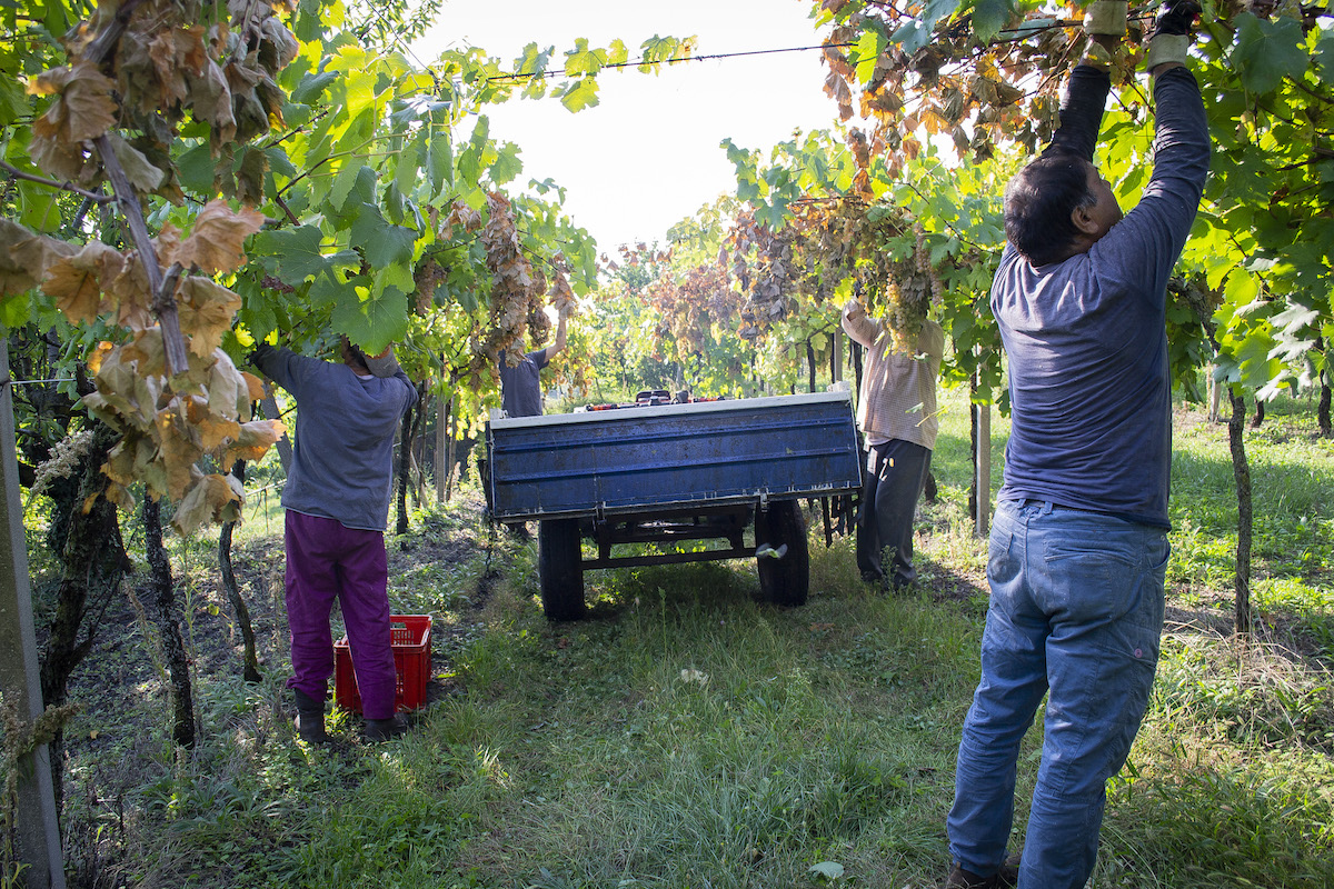 Grape Harvest in Italy Means Italian wine stories inside the bottle