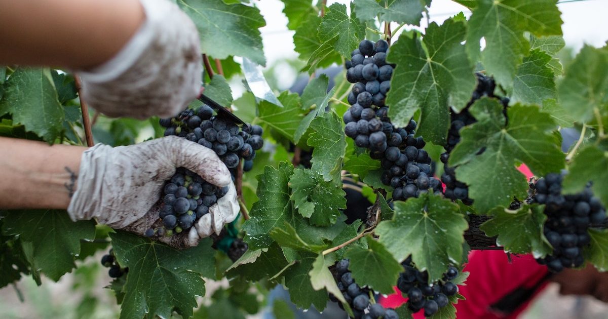 Grape Harvest in Italy Means Italian wine stories inside the bottle