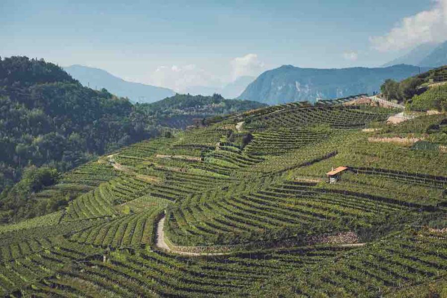 Discover wines from Trentino and Suggested Italian Food Pairings