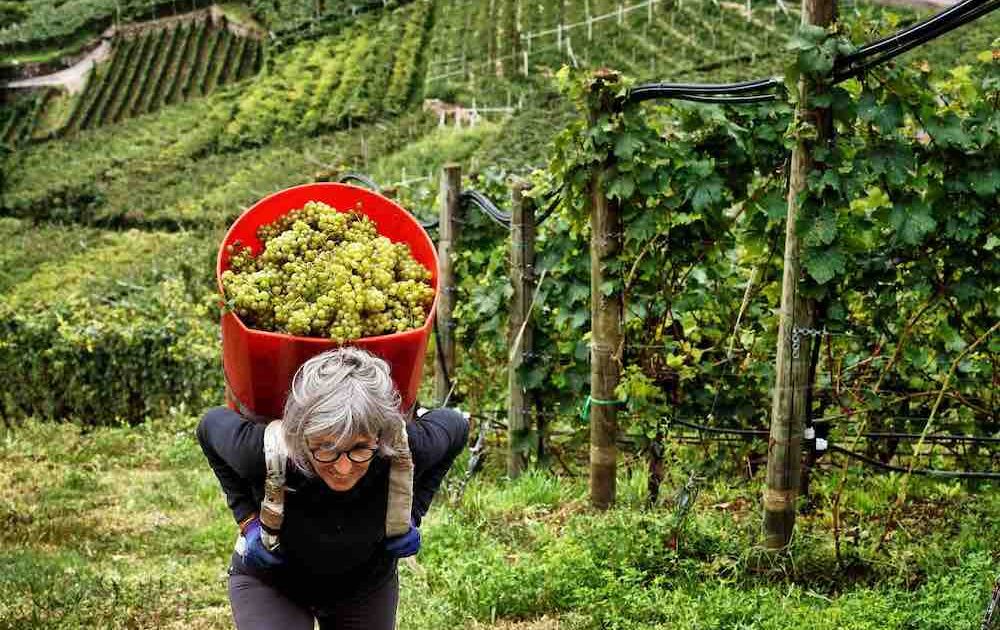 Discover wines from Trentino and Suggested Italian Food Pairings