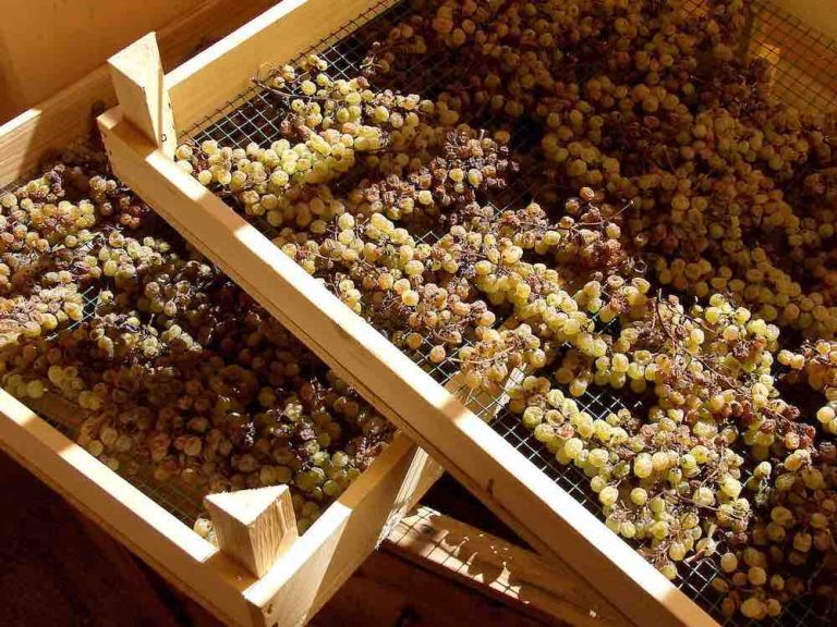 Discover wines from Trentino and Suggested Italian Food Pairings