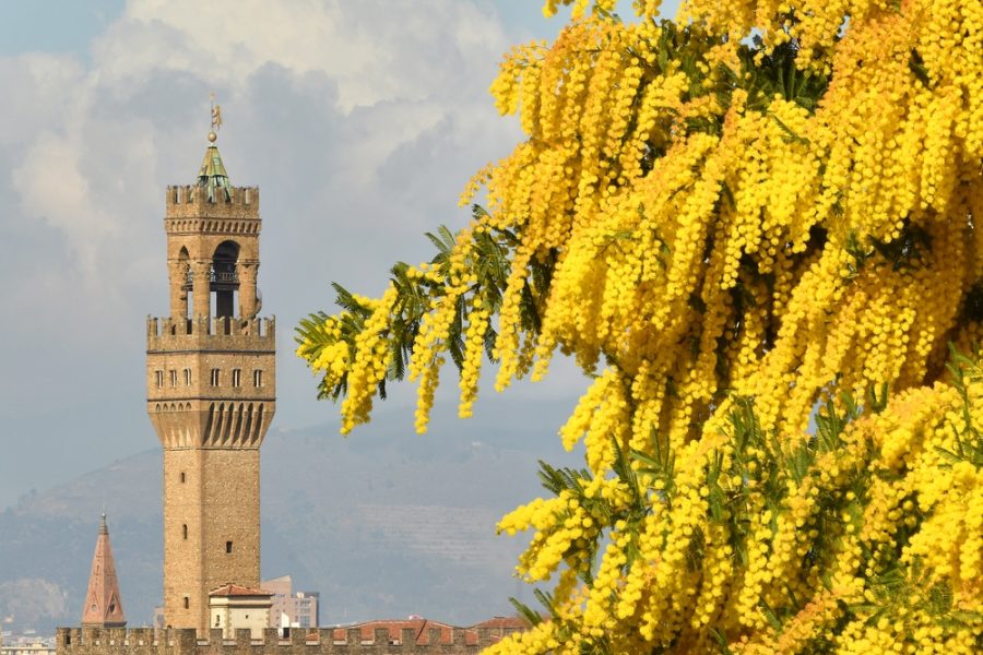 Why Do We Give Mimosa Flowers on Festa della Donna