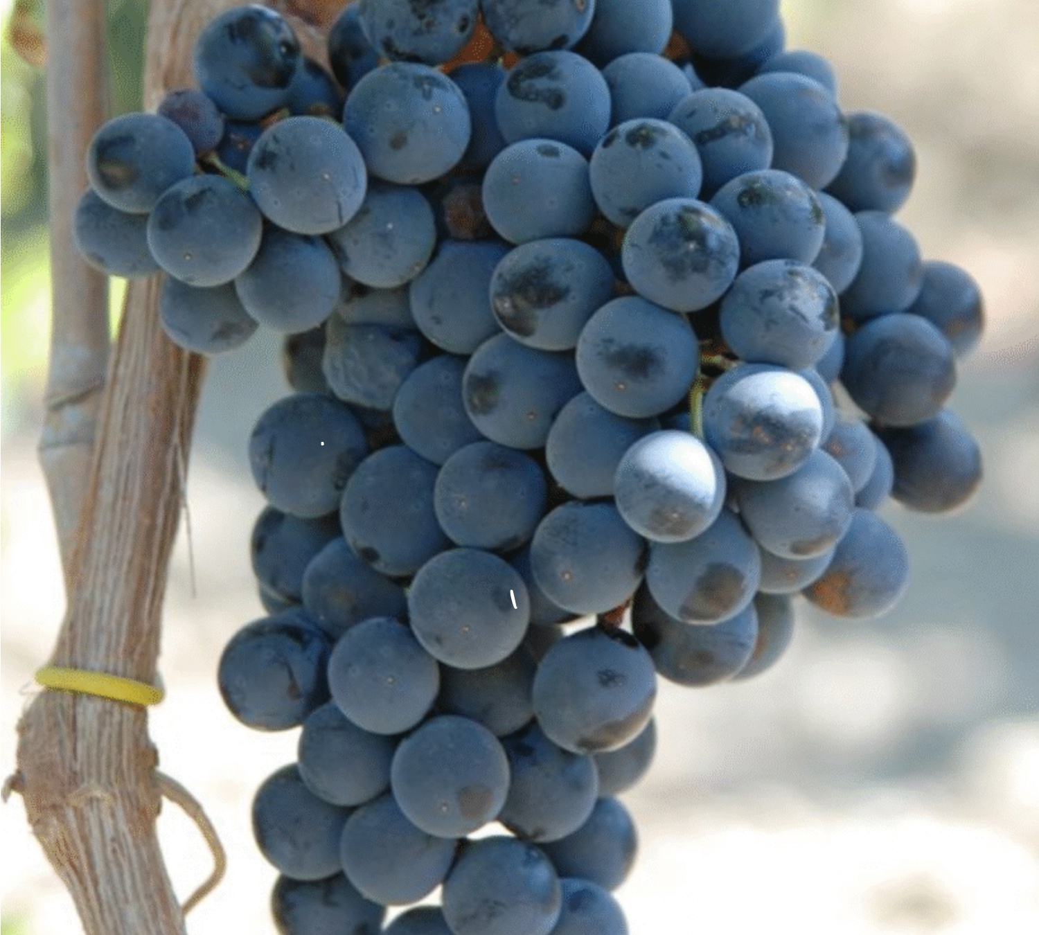 The Resurrection of Perricone: Sicily’s Forgotten Grape
