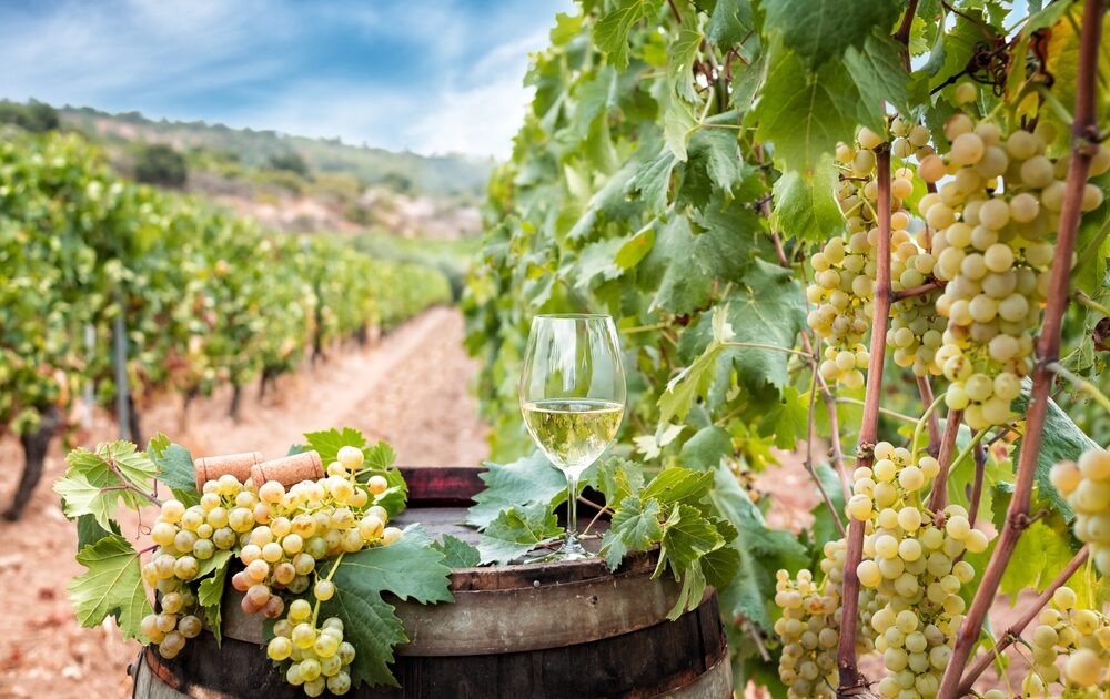 Vermentino di Gallura DOCG: Sardegna’s Elegant White Wine